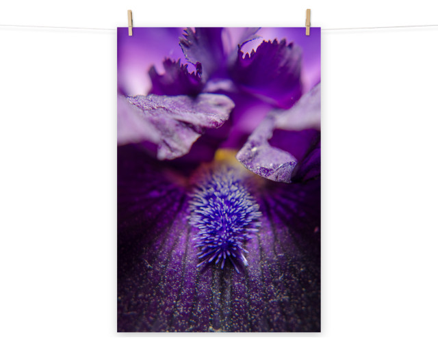 Stigma of Iris Nature Photography, Floral Unframed Wall Art Print, 8" X ...