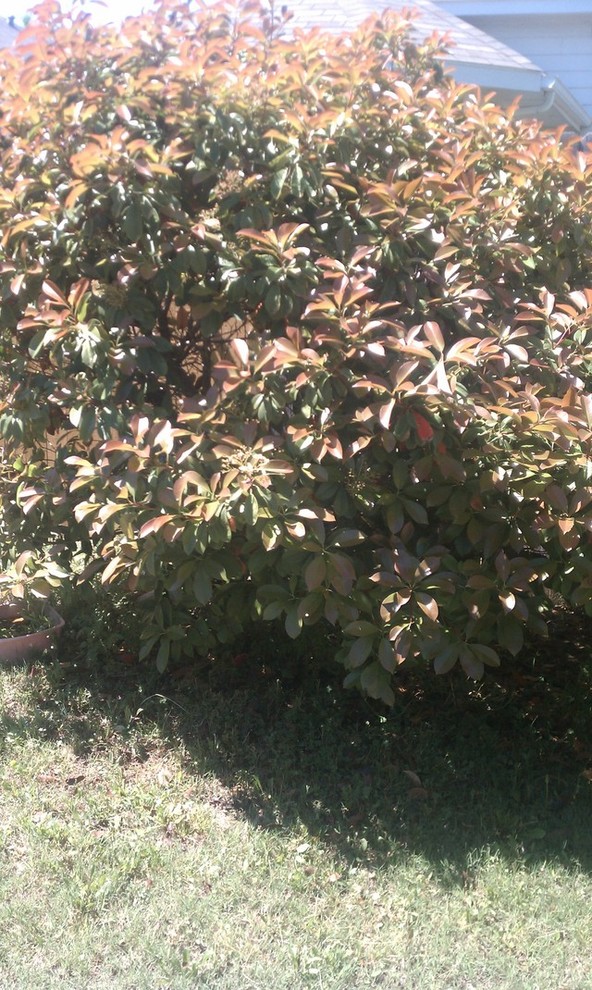 tree indentification please