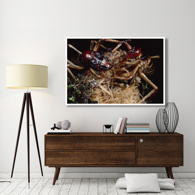 Tree Weta Male With Larger Head And Female, New Zealand-Paper Art, 40 ...