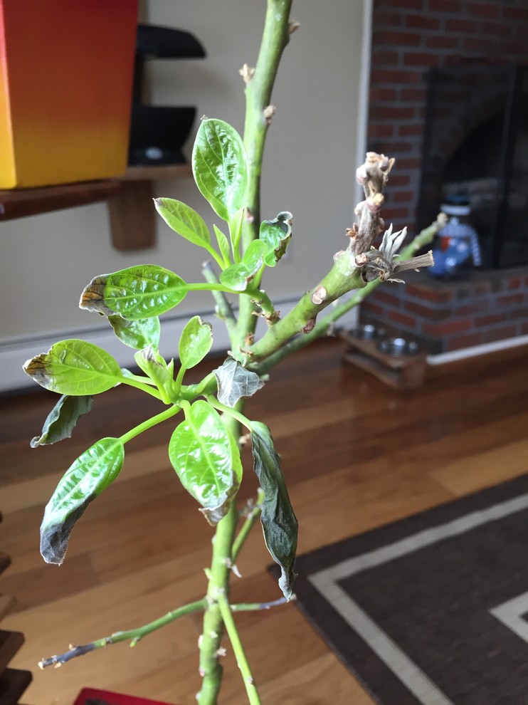 Avocado Plant Dying