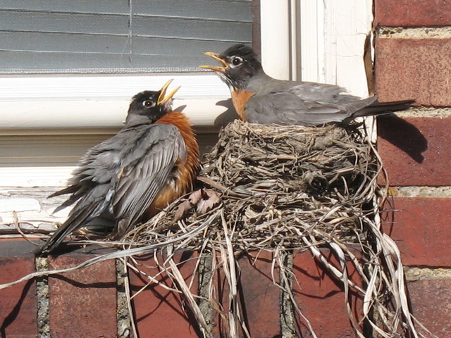 QUESTION: About odd behavior of nesting Robins.