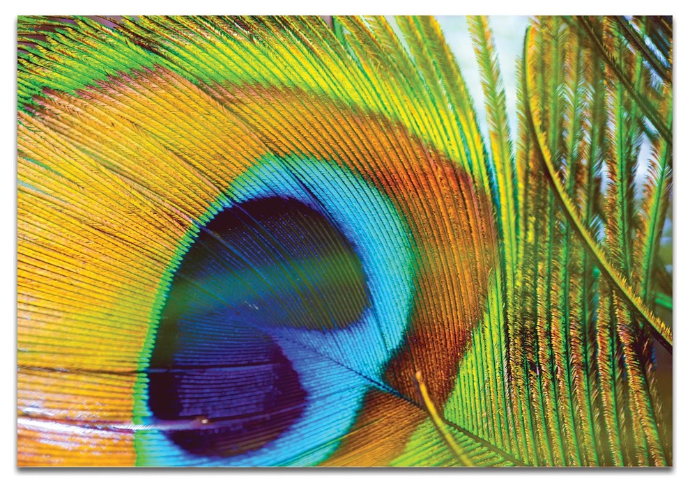 Contemporary Wall Art Peacock Colors Wildlife Decor On Metal Or Plexiglass Contemporary