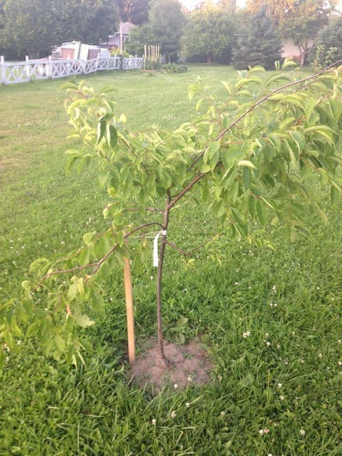 Brookgold Plum - Droopy branches