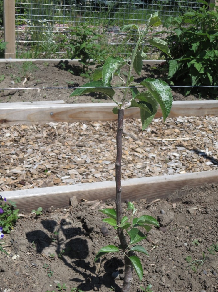 I made a mistake pruning my espalier apple trees. Advice, please!
