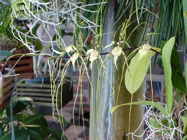 Brassia
