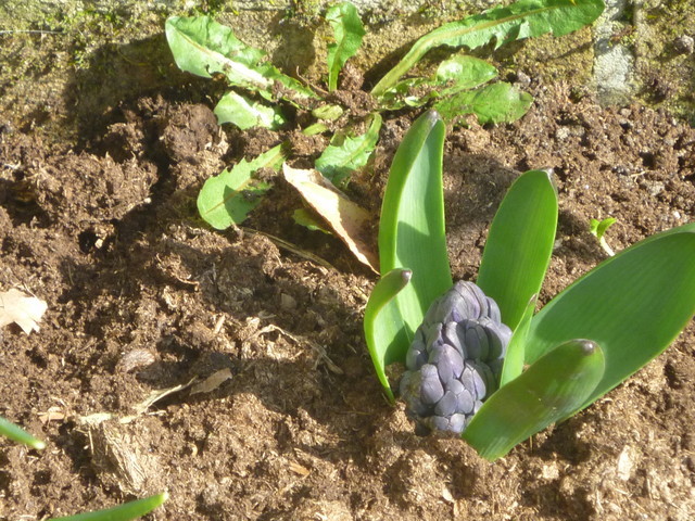Dead Hyacinth?