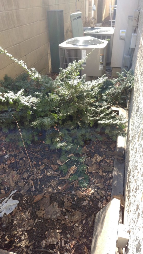 Removing evergreen shrubs