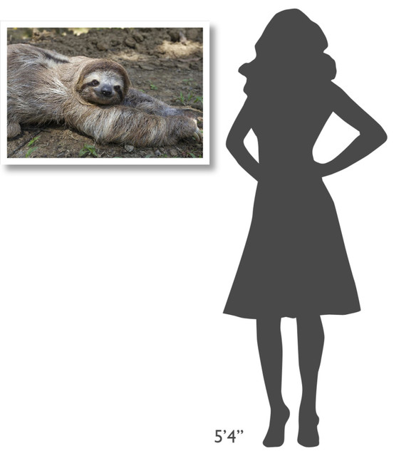 "Brown-throated 3-toed Sloth male, Aviarios Sloth Sanctuary" Paper Art ...