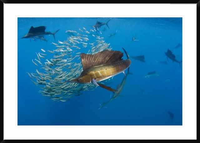 Atlantic Sailfish Group Hunting Round Sardinella, 42"x30" - Beach Style ...