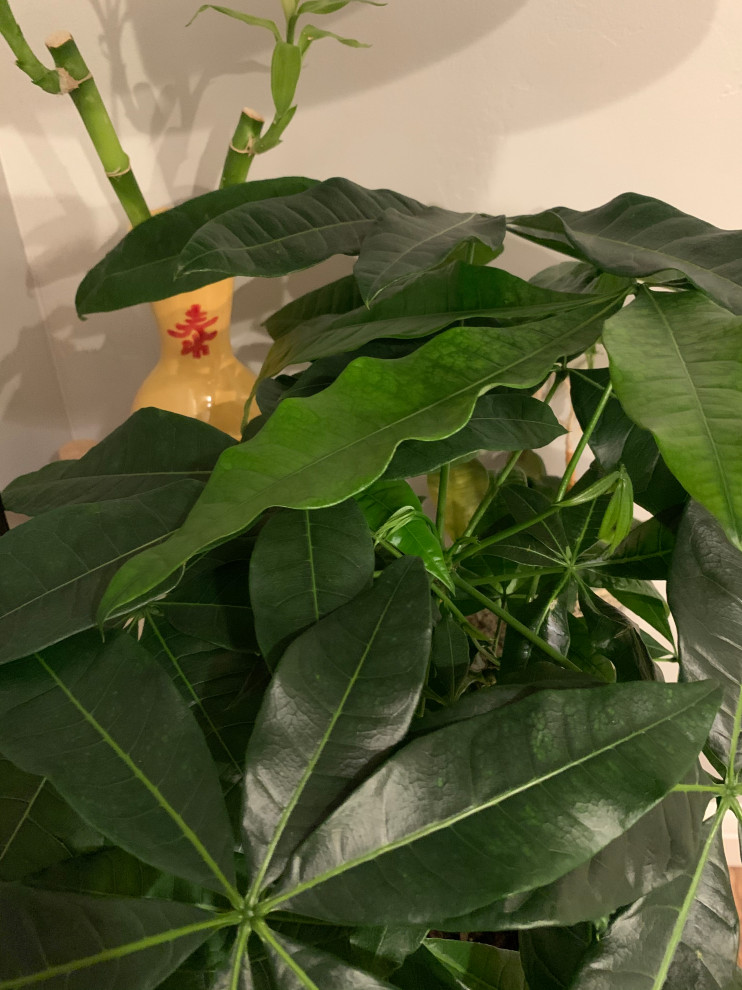 What causes Money Tree Leaves to curl down and get wavy? | Houzz Forum