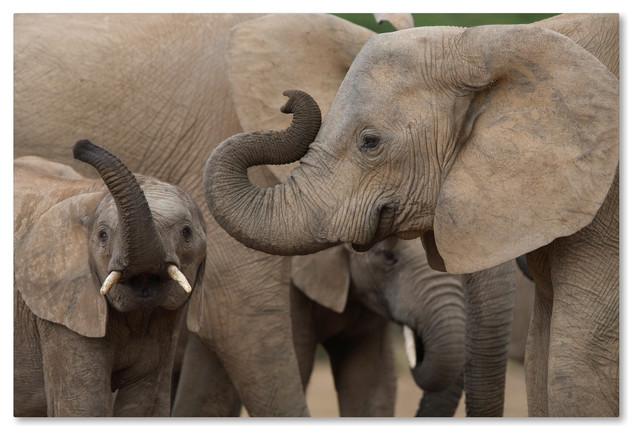 "Elephants 1" by Robert Harding Picture Library, Canvas Art, 22"x32 ...