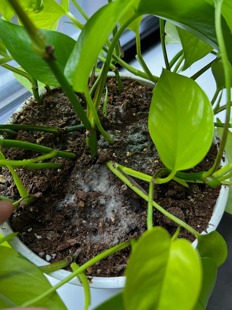 mold-looking layer over potting mix | Houzz Forum
