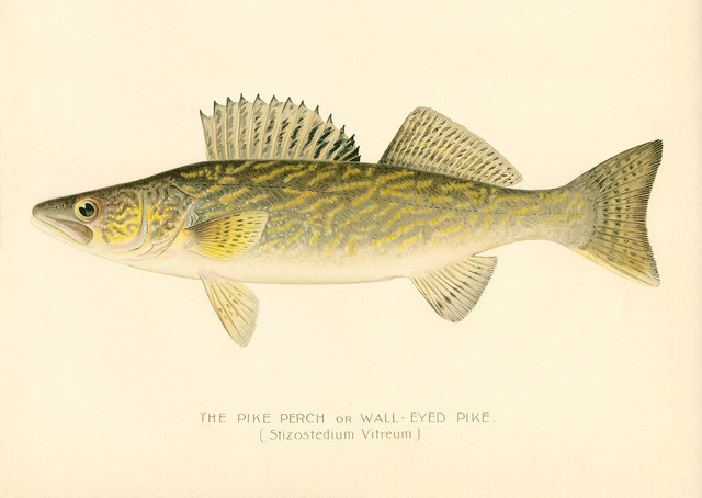 Pike Perch Print, 16" x 20" - Contemporary - Prints And Posters - by ...