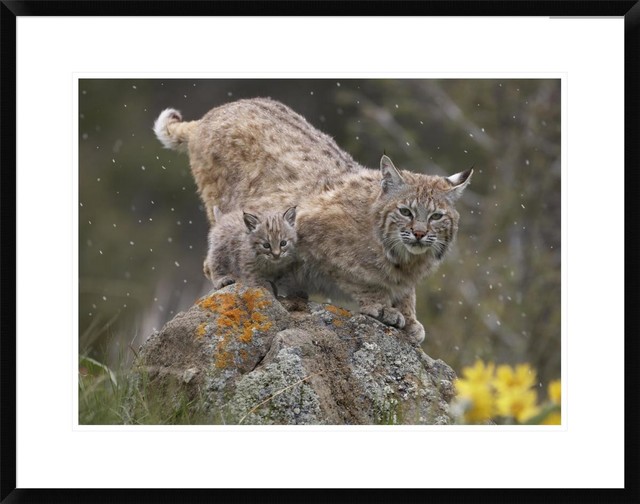 "Bobcat mother and kitten in snowfall, North America" by Tim Fitzharris ...