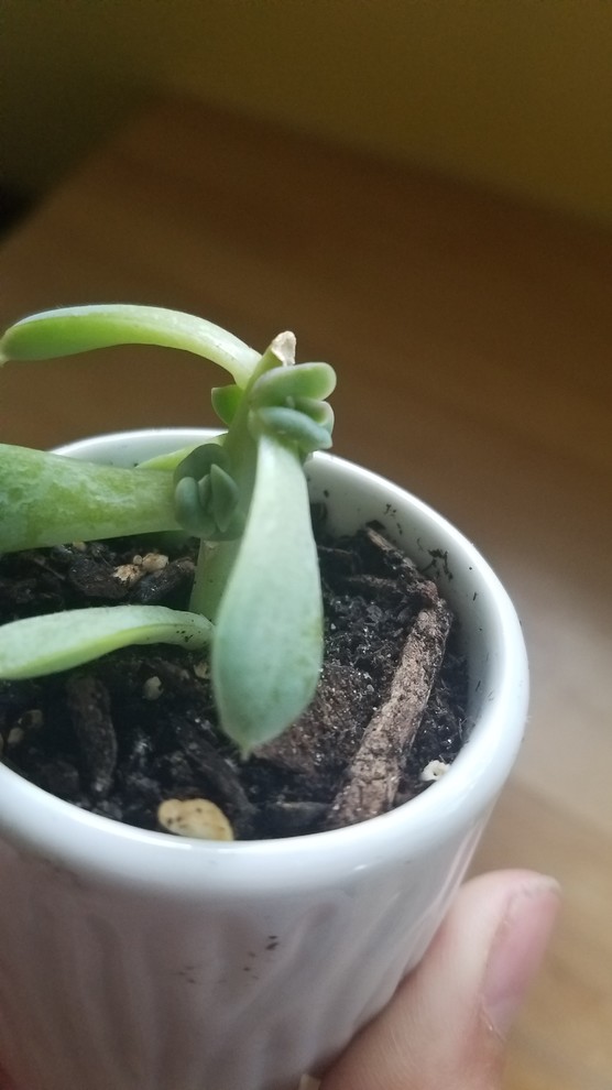 Separating succulent pups