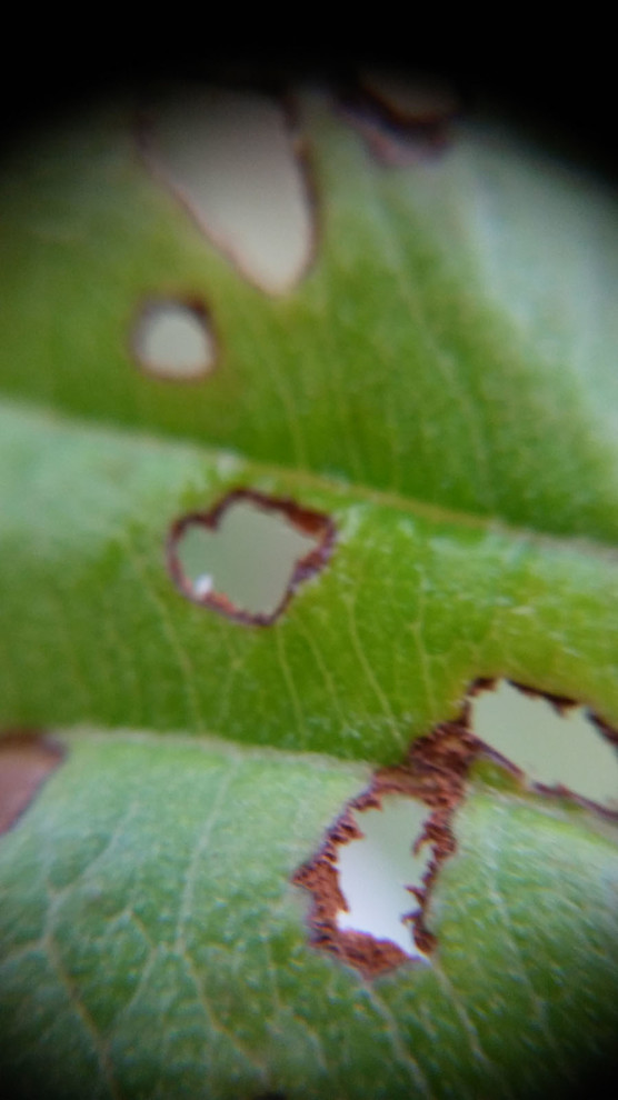 Barbie Pink Guava tree pest - close-up