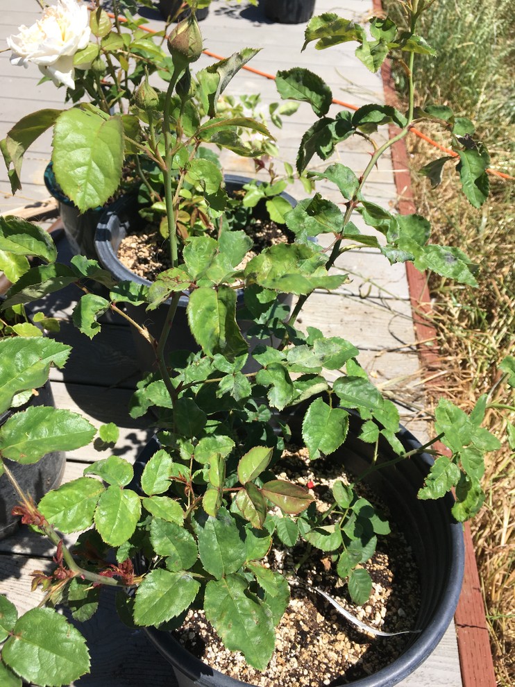 Cressida identification?