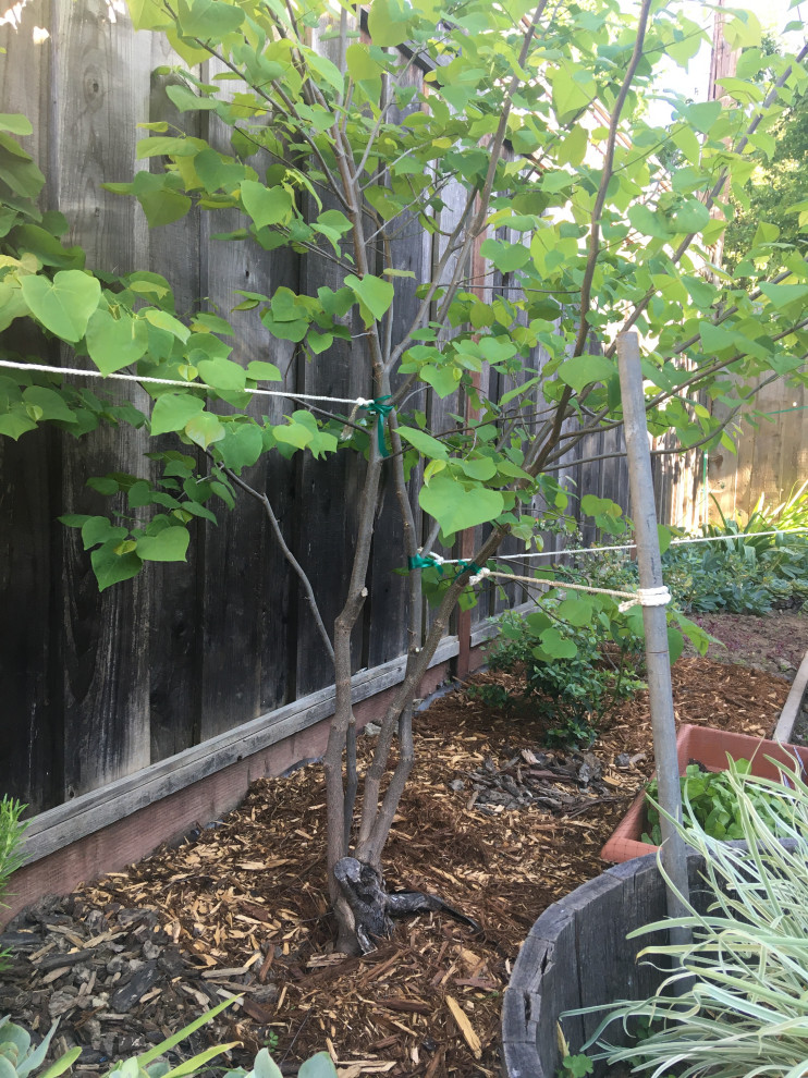 Multi-trunk redbud tree concern!