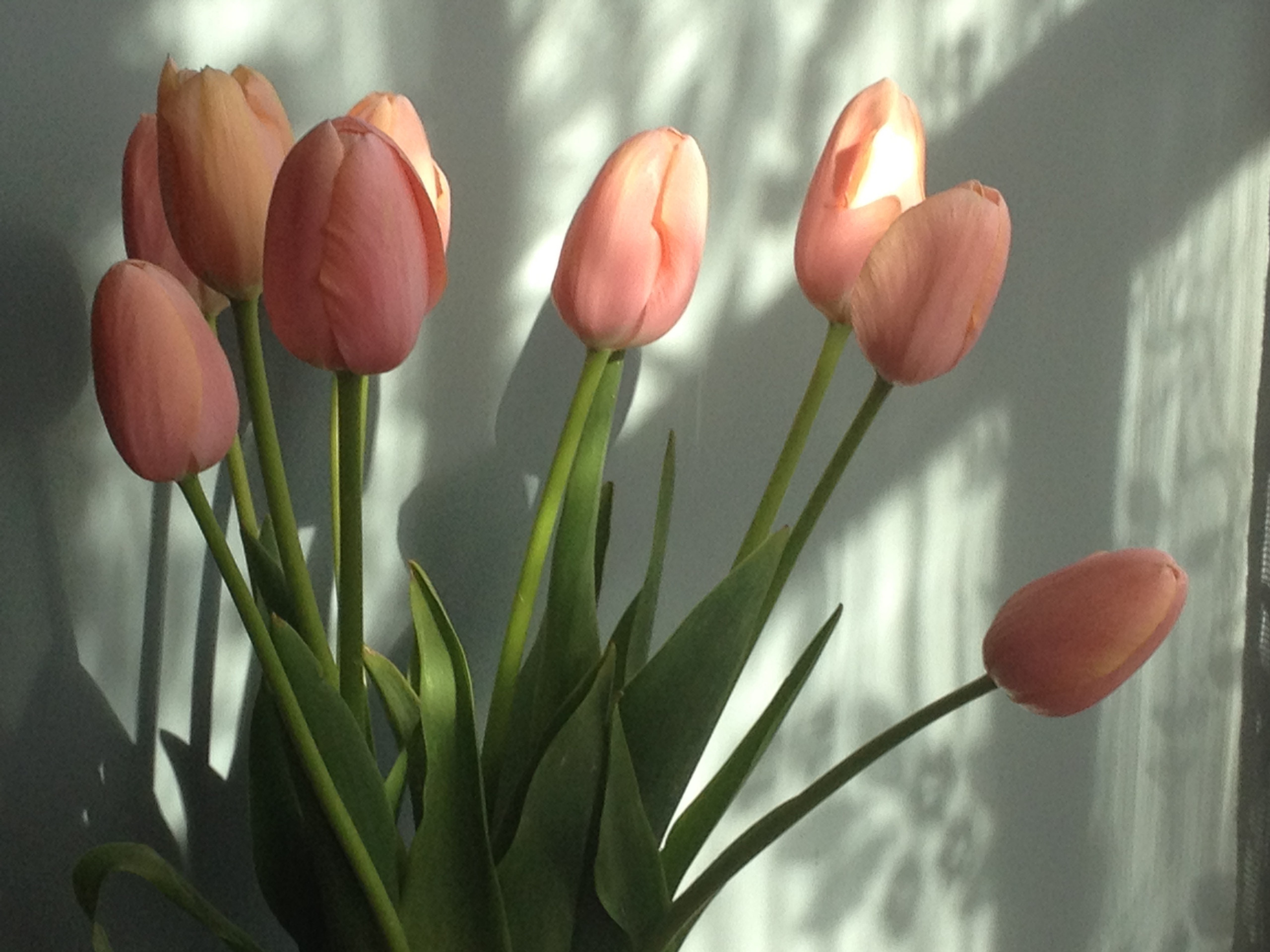 10 Ways to Boost Your Home with Spring Blooms | Houzz IE