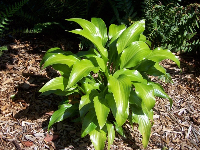 Indiana Treasure...extremely shiny hosta!
