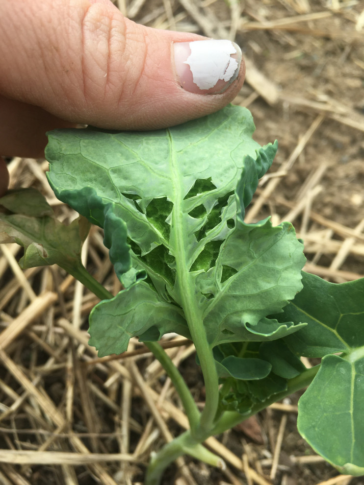 Help my Broccoli is under attack! Damage to underside of leaves!