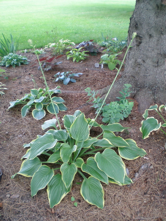 How funny is this?...hosta sign language!