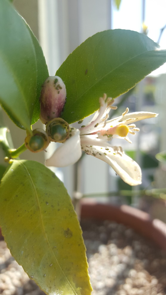 Tiny green mites on my meyer lemon tree? | Houzz Forum