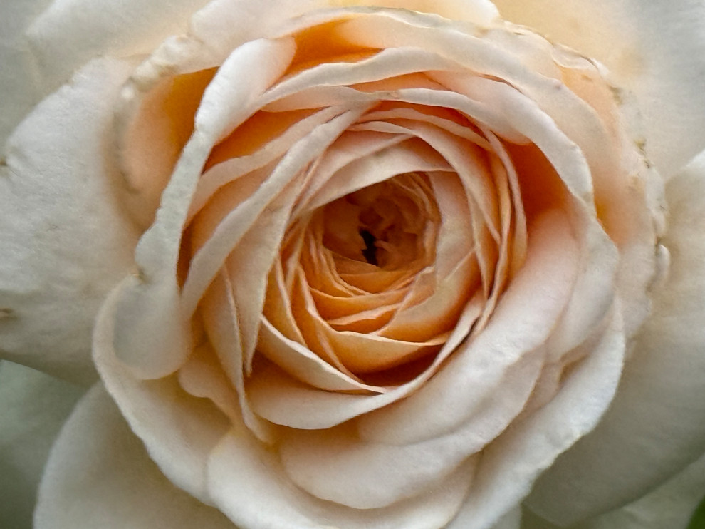 Anyone growing, Courage Eleganza rose? | Houzz Forum