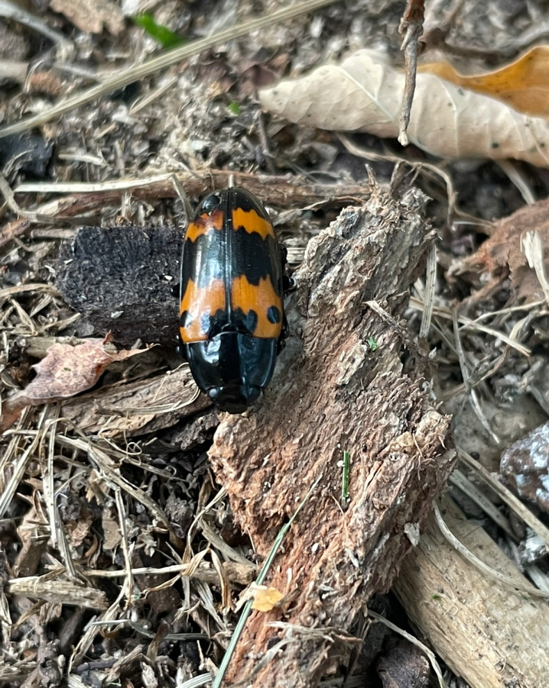 What is this insect?