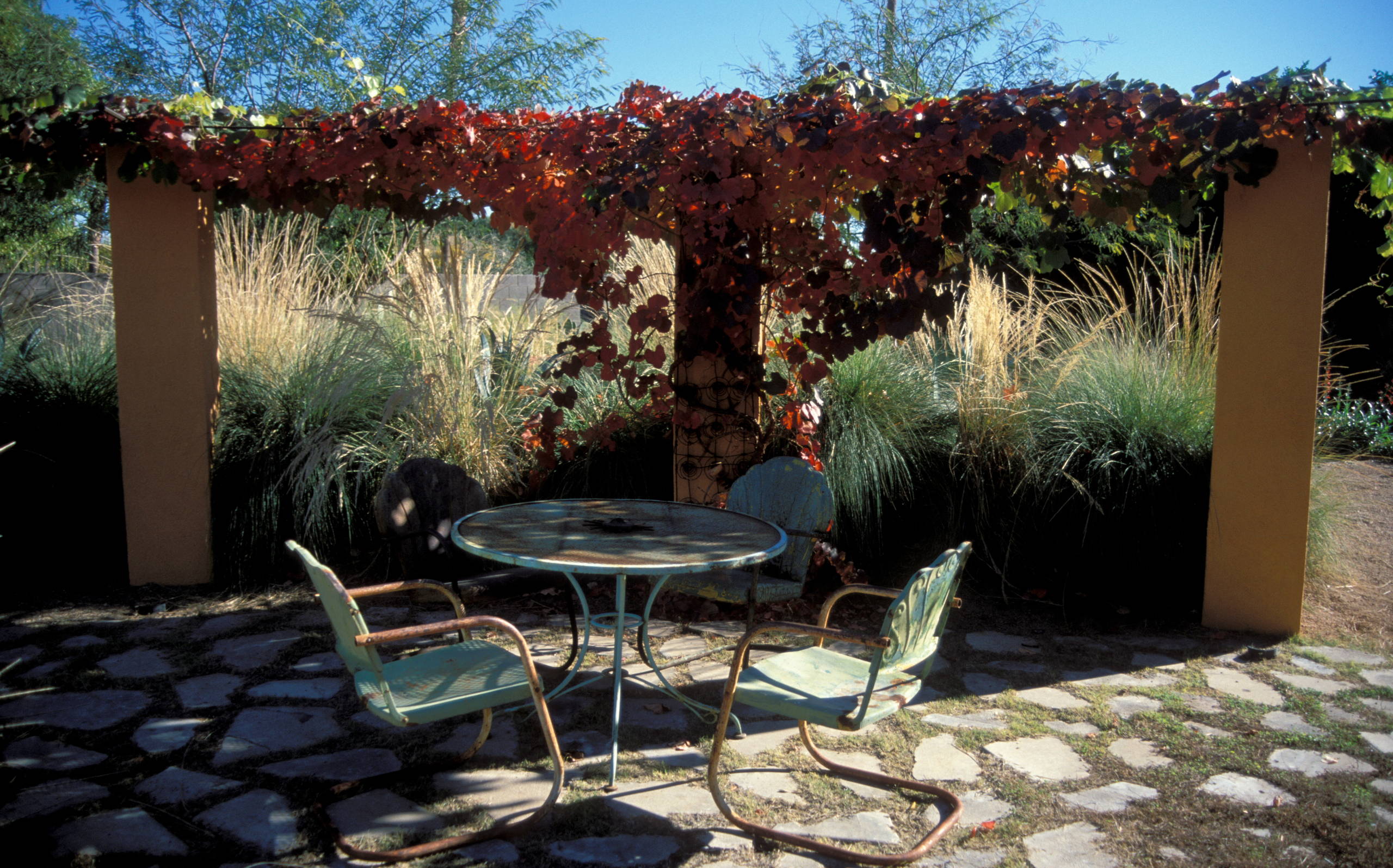 Great Design Plant: 'Roger's Red' California Wild Grape