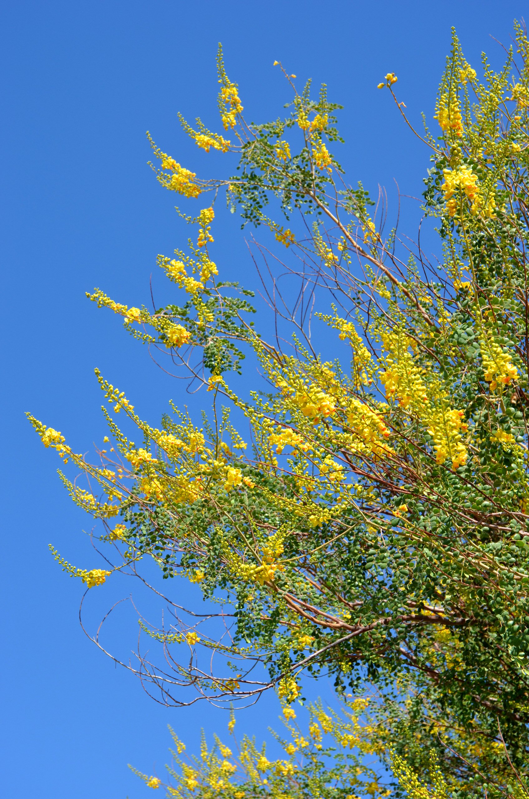 Great Design Plant: Cascalote Tree for Sunny Southwestern Style