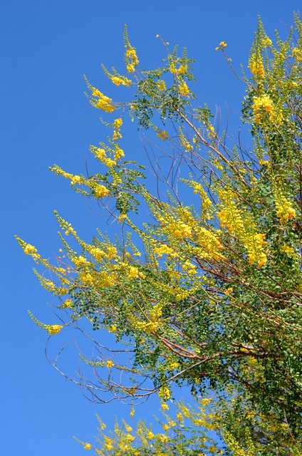 Great Design Plant: Cascalote Tree for Sunny Southwestern Style