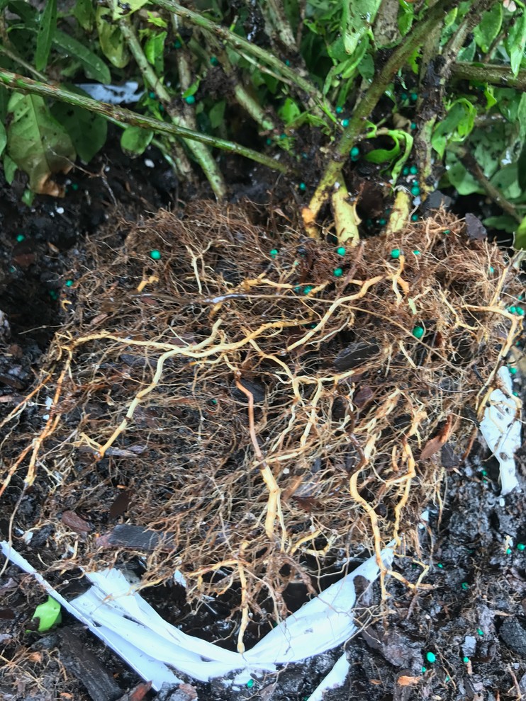 Gardenia help - replanted some root rot | Houzz Forum
