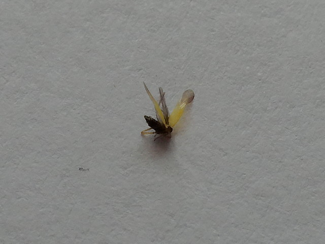 Tiny lawn hopping bugs