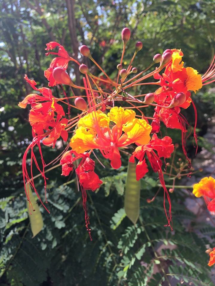 Tropical plant identification