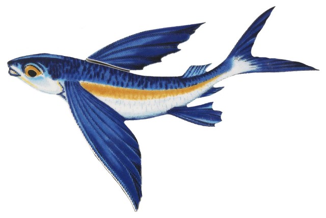 Flying Fish B Porcelain Swimming Pool Mosaic, 8"x5" - Beach Style ...