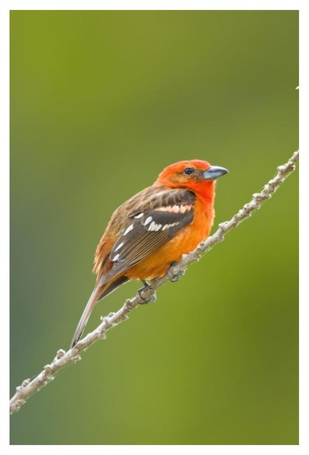 "Flame-colored Tanager male, Costa Rica" Paper Print by Steve Gettle ...