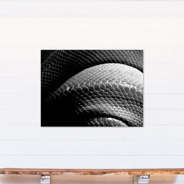 Black and White Snake Skin Texture Canvas Wall Art, 30x40 ...