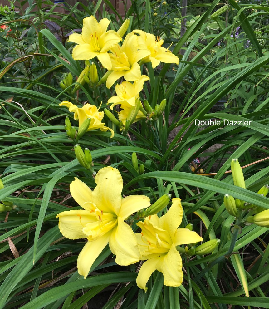 New bloomers this week