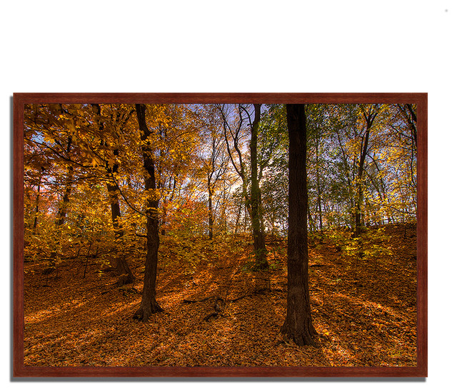 "Sun Spackled Wood ", Framed Photograph Print, Ready To Hang ...