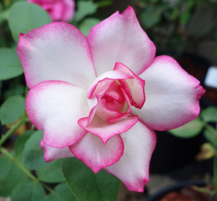 Help identifying 2 RVR mystery roses