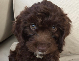 ROTH DESIGN GROUP LTD. - Project Photos & Reviews - Los Angeles, CA US ...