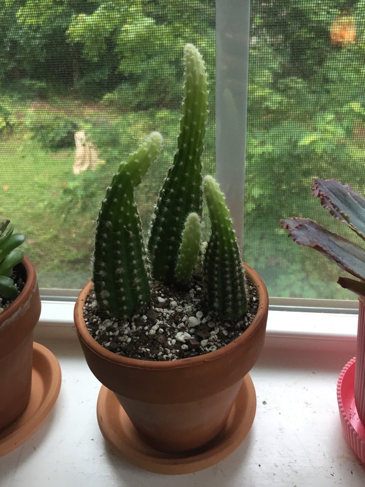 Elongated rose quartz cactus