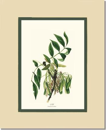 Vintage Botanical Tree Leaf Art Print: Ash, 11x14 Print - Traditional ...