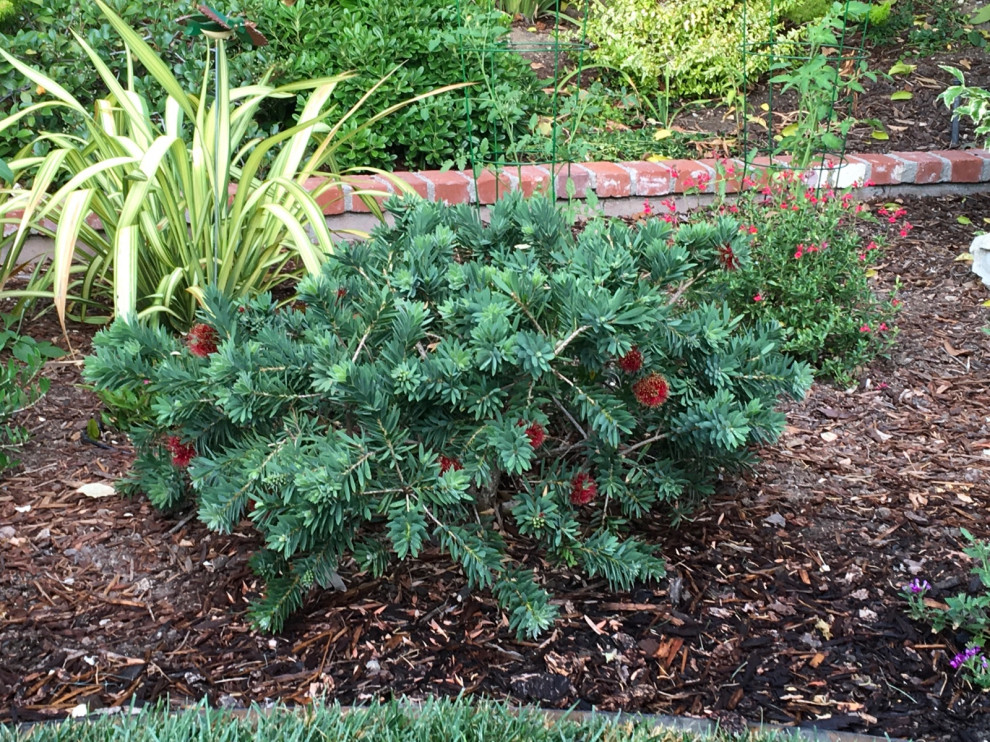 Pruning “Little John” Callistemon