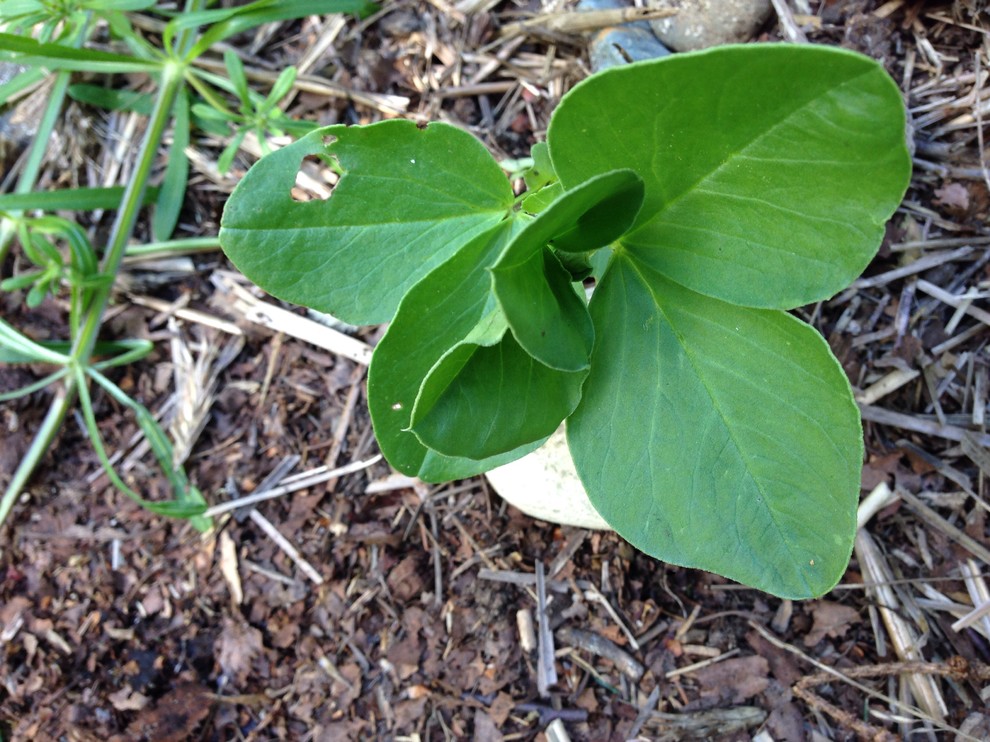 3" high, stiff, oval leaves leaves