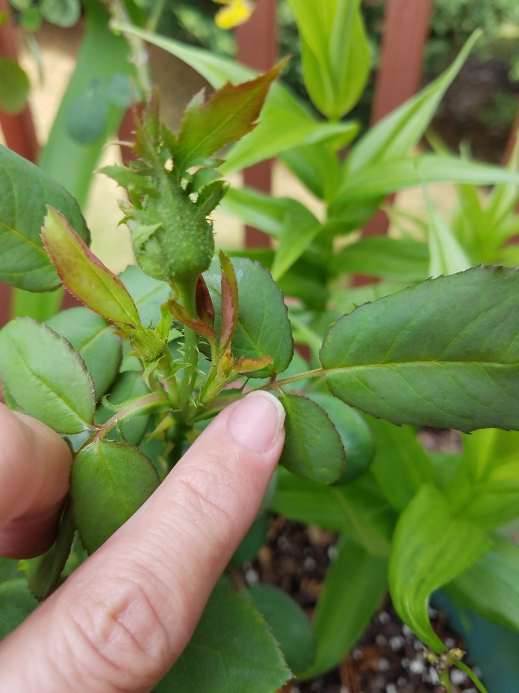 Normal bud for Mme Caroline Testout?