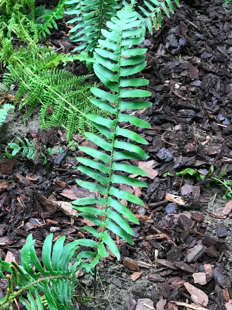 Northern Holly Fern?