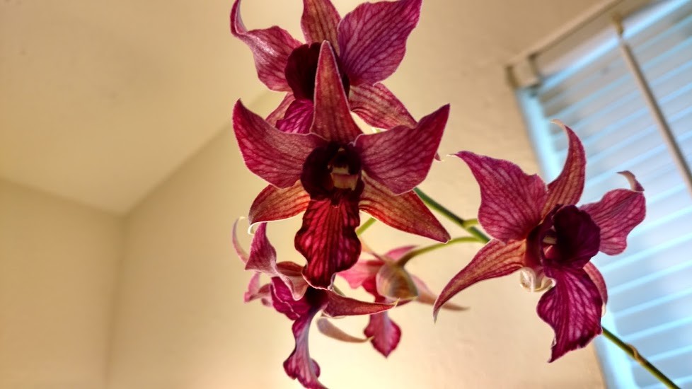 Dendrobium hawaii spectacular