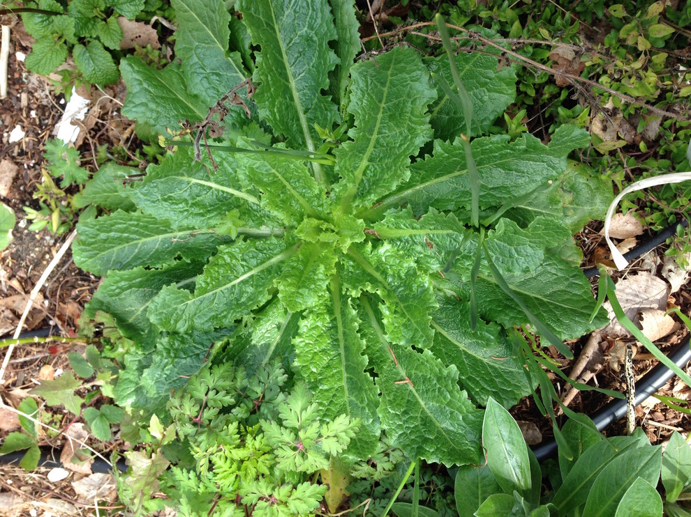 Can you help me identify this big, flat weed?
